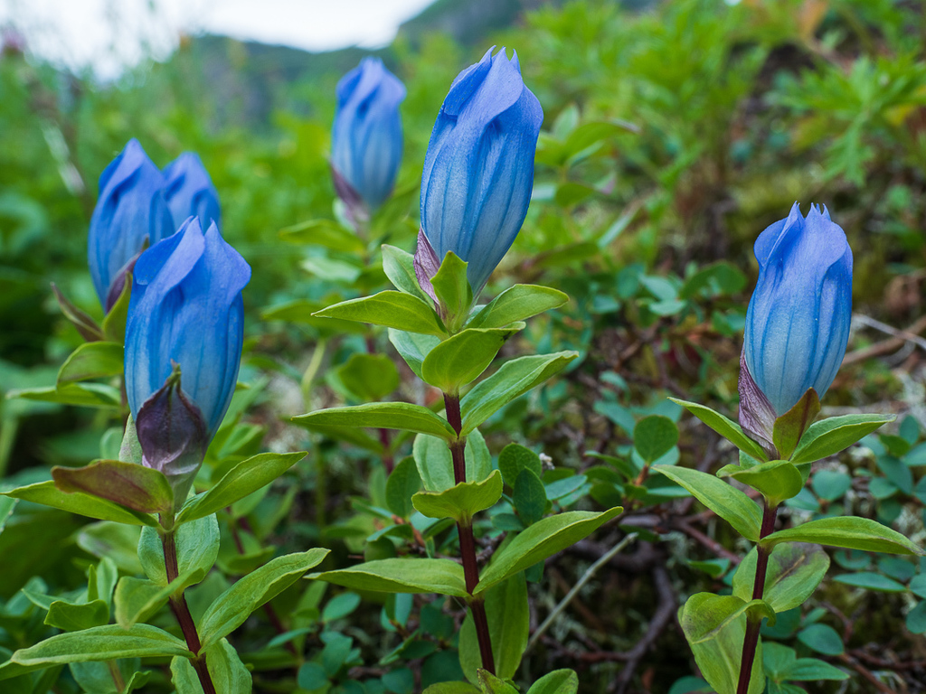 Broad-petal Gentian from Kenai Fjords National Park AK, USA on August ...
