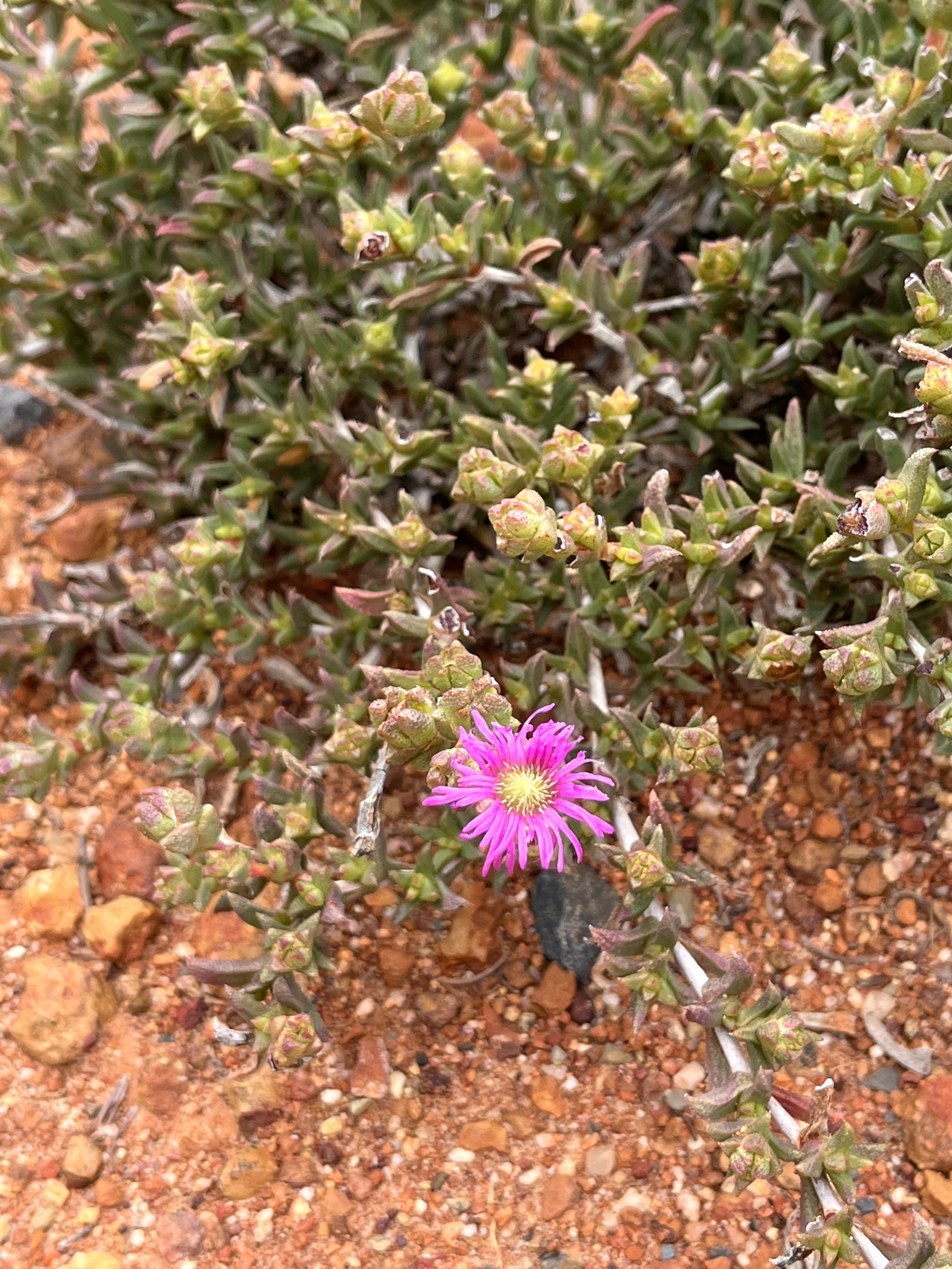 Erepsia bracteata (Aiton) Schwantes