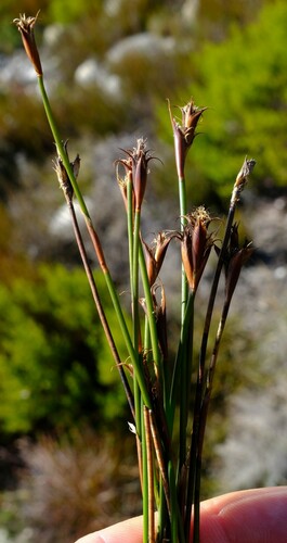 Restio curvibracteatus · iNaturalist Mexico