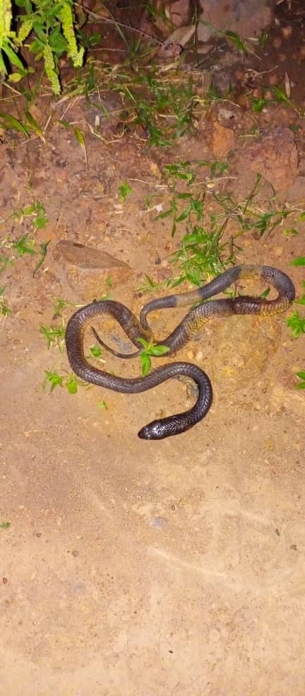 Egyptian Cobra from Nagero on December 23, 2022 by Anne Laudisoit ...