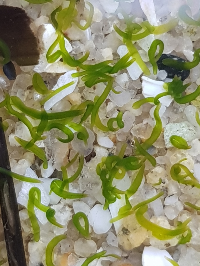 Mint sauce worm from France on 24 December, 2022 at 11:41 AM by t_tully ...