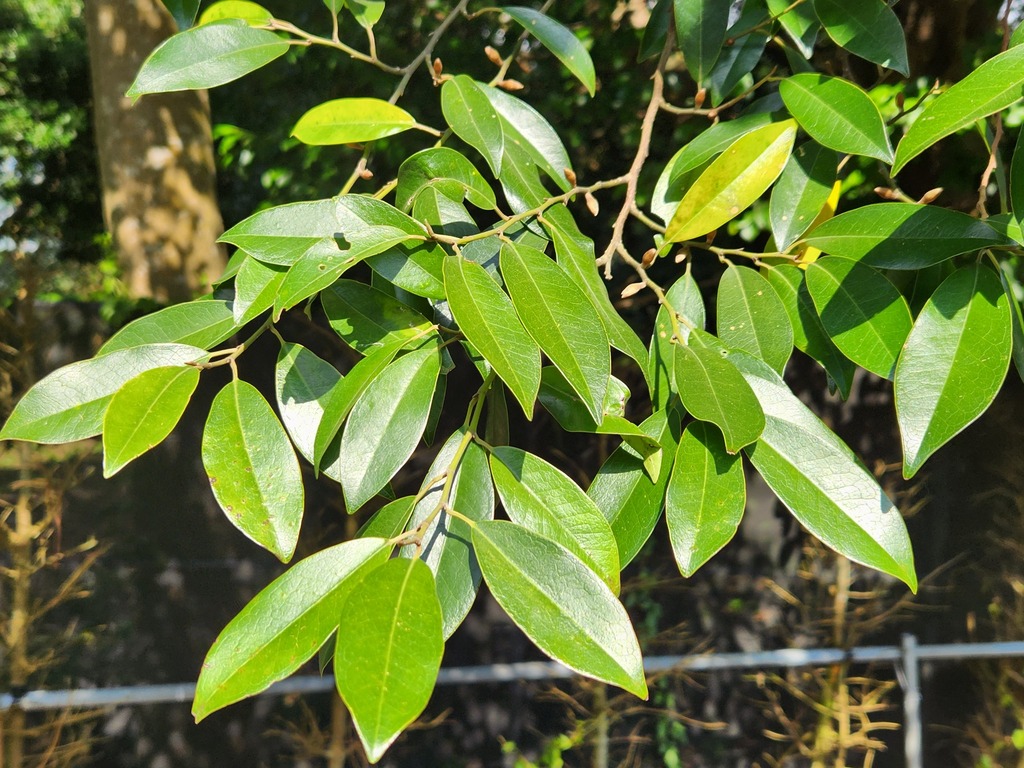 Magnolia compressa lanyuensis from 台灣台北 on December 23, 2022 at 12:05 ...