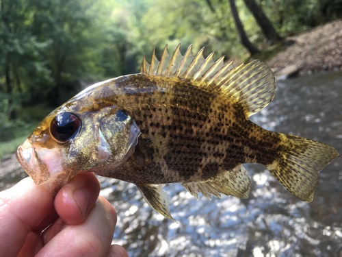 Shadow Bass (Fishes of Middle Georgia) · iNaturalist