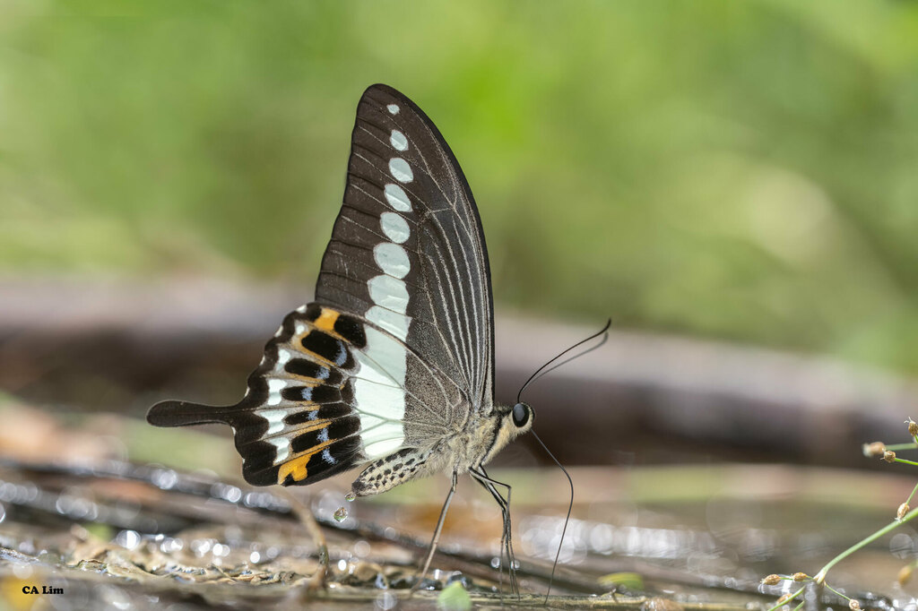 Banded Swallowtail from Jln Bahar, Singapore on December 24, 2022 at 07 ...