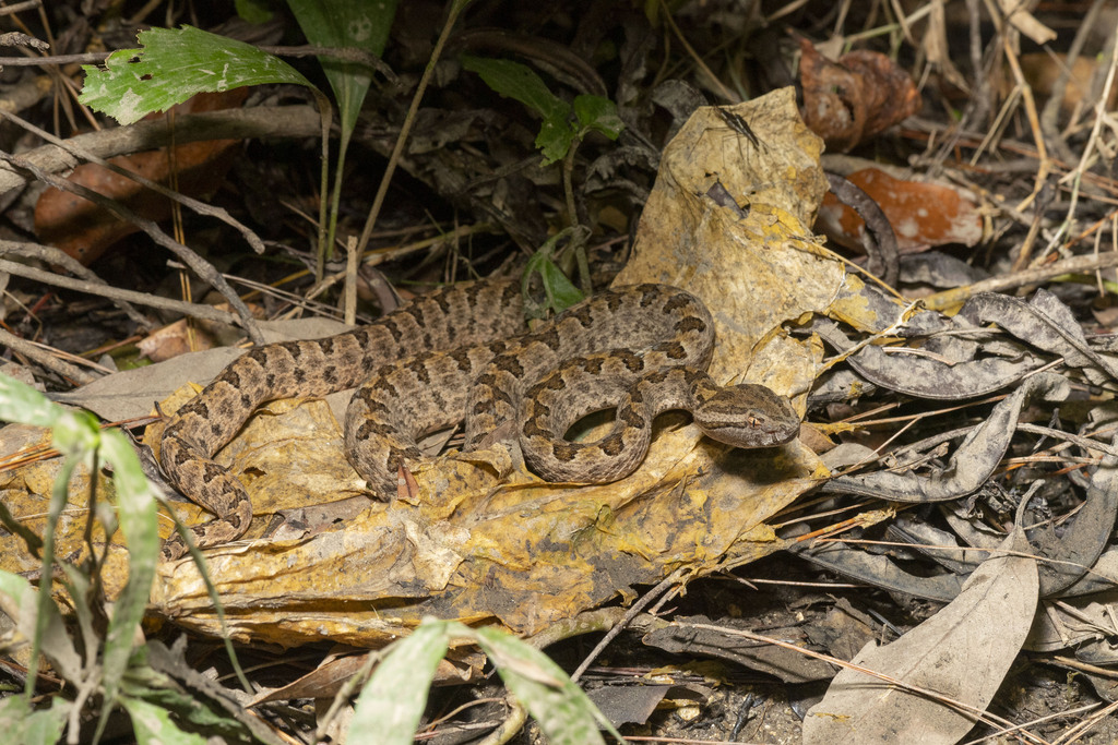 Elegant pitviper in December 2022 by Yasuhiko Komatsu · iNaturalist