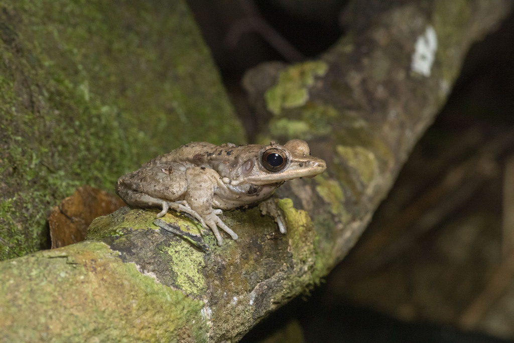 Greater Tip-nosed Frog in December 2022 by Yasuhiko Komatsu · iNaturalist