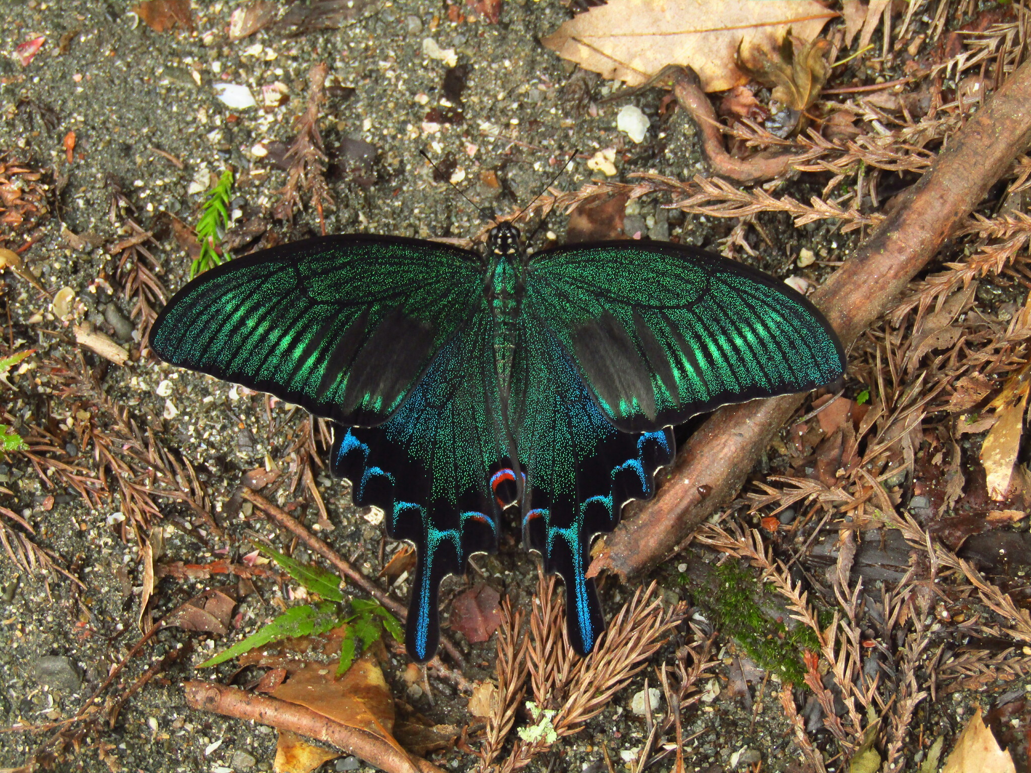 Papilio maackii Ménétriés, 1859