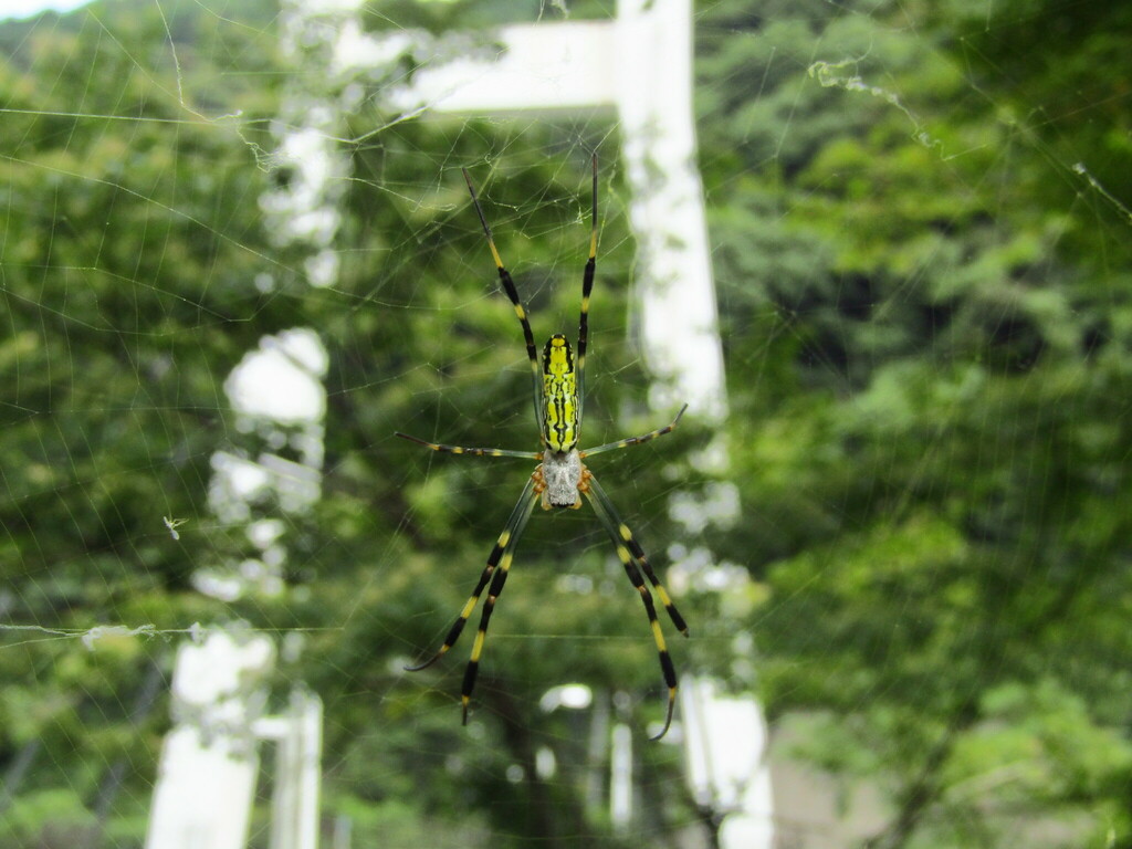 Joro Spider from Tatsukawacho, Niihama, Ehime 792-0846, Japan on August ...
