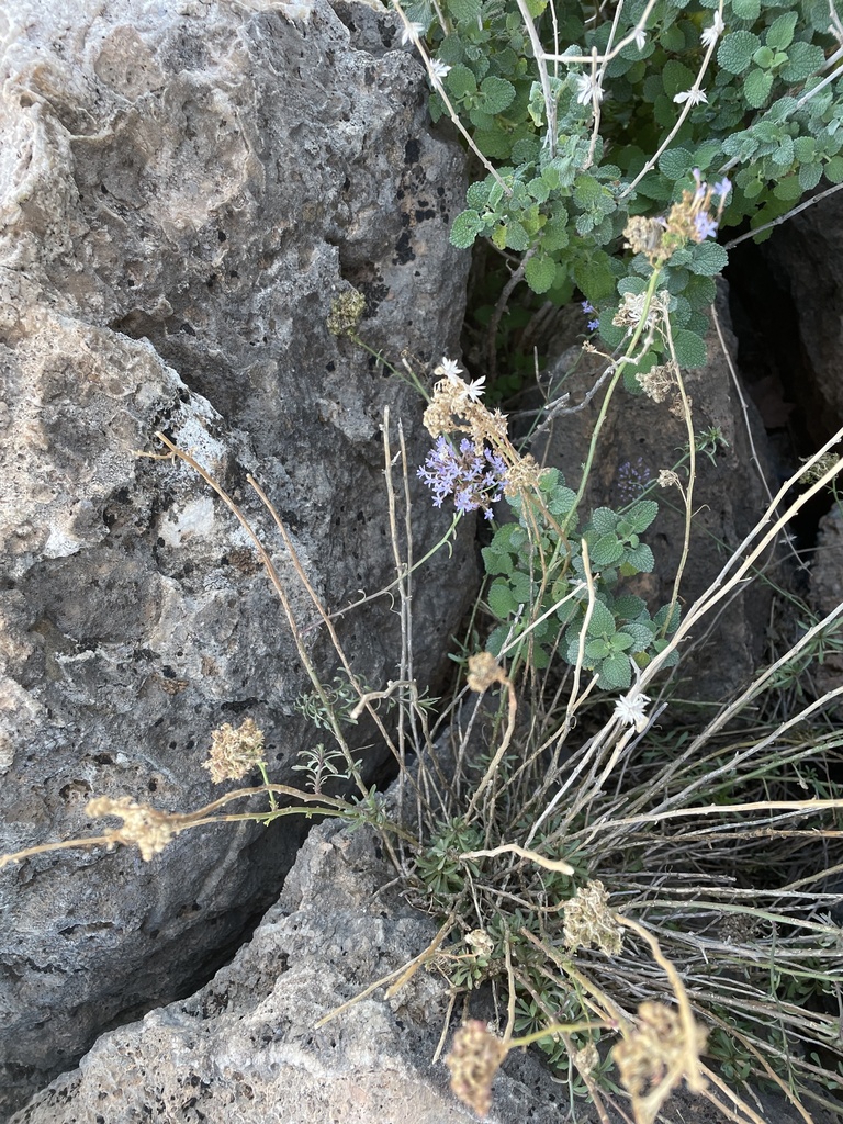 (Feeria angustifolia) - Botanical Realm