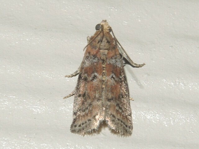 Red-splashed Leafroller Moth from Jamaica Bay Wildlife Refuge, Queens ...