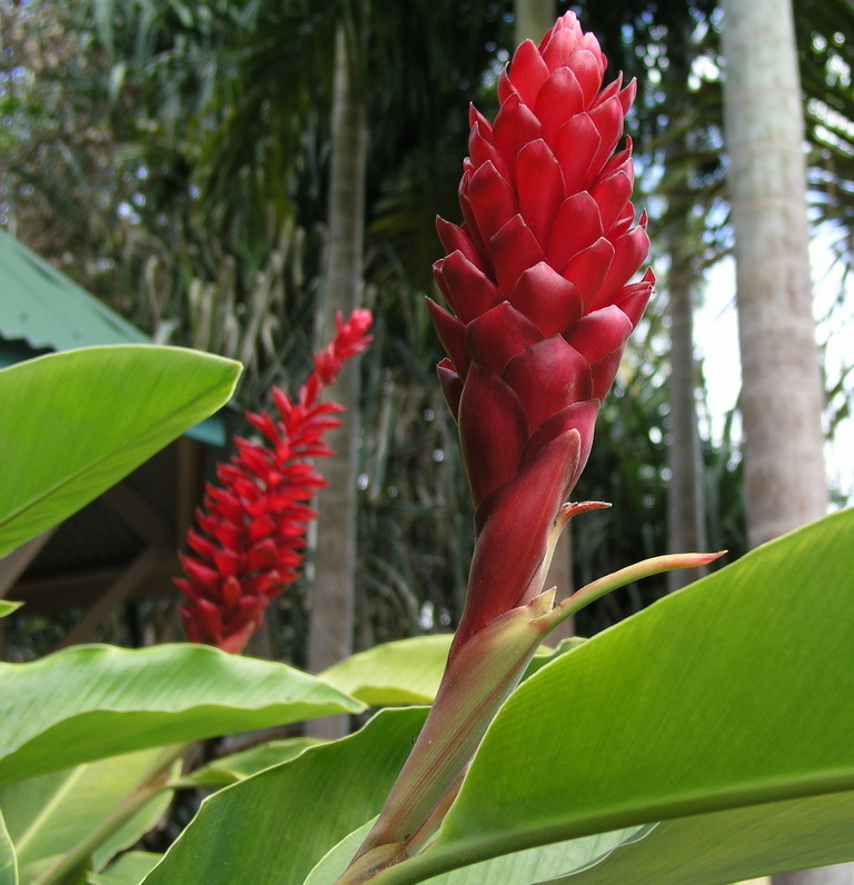 Red Ginger from Townsville QLD, Australia on August 25, 2004 at 10:26 ...