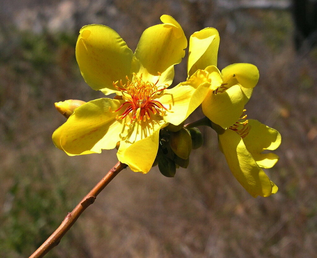 Yellow Kapok from Townsville QLD, Australia on August 23, 2004 at 11:28 ...