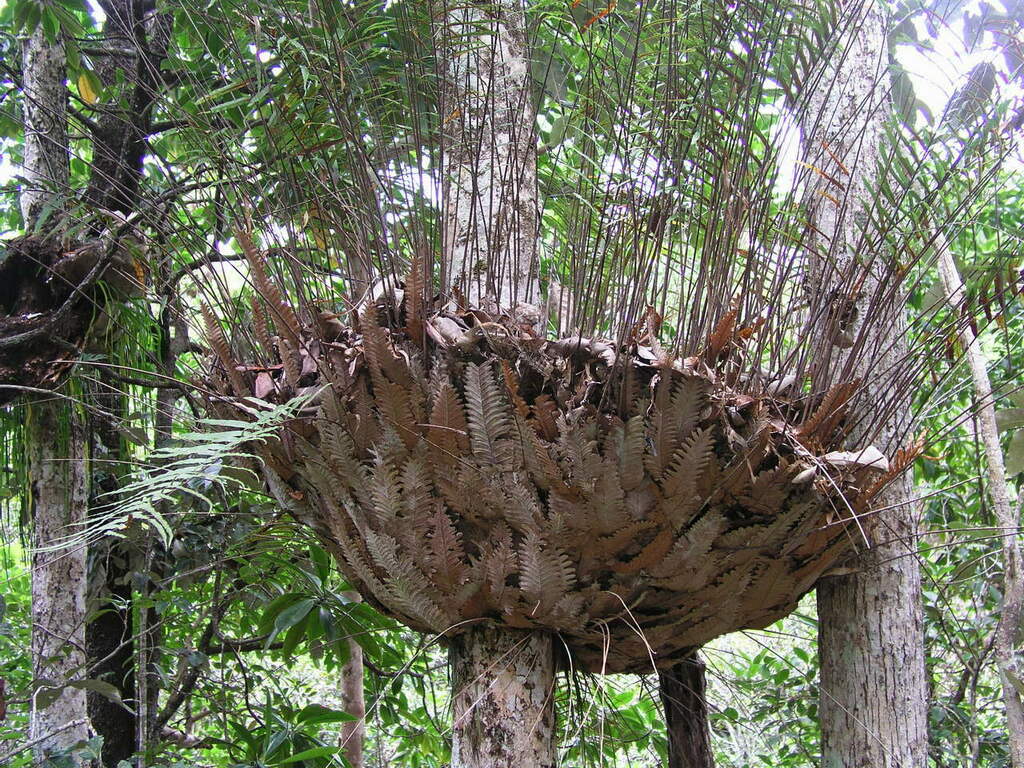 Drynaria rigidula from Thornton Beach QLD 4873, Australia on September ...