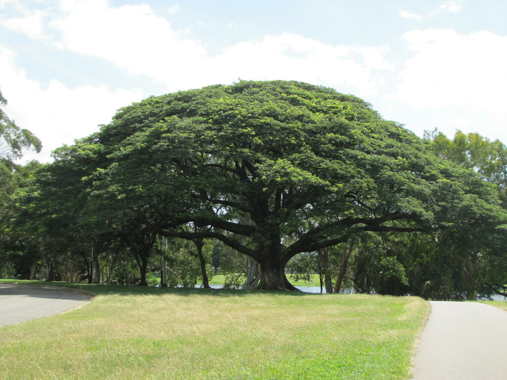 Monkey pod tree from Townsville QLD, Australia on May 3, 2010 at 12:57 ...