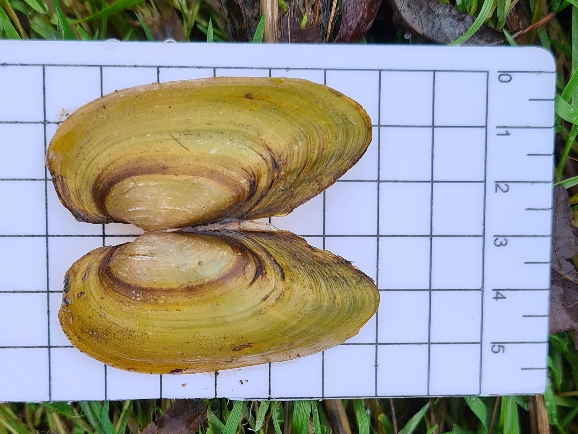 Unio mancus Lamarck, 1819