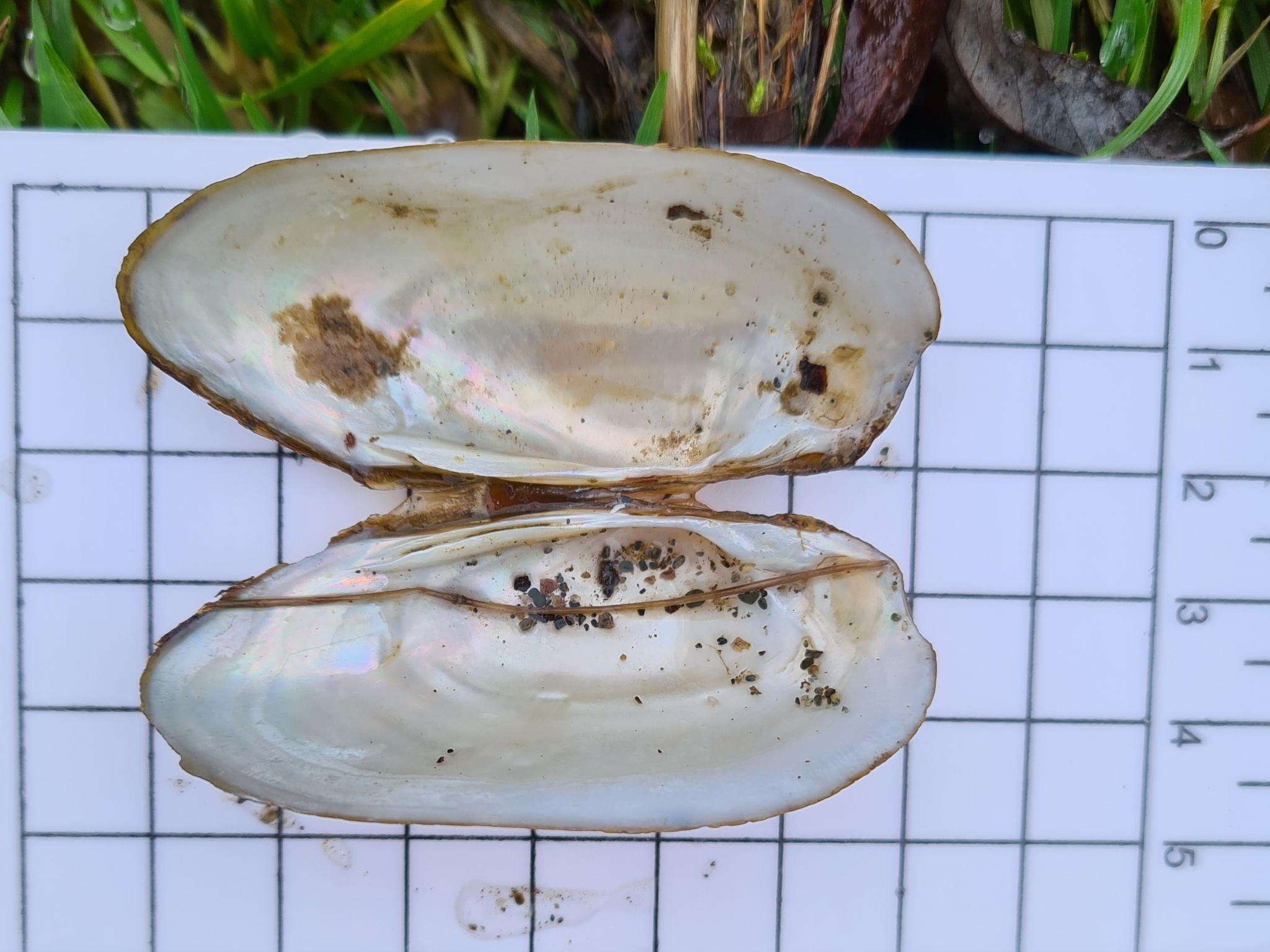 Unio mancus Lamarck, 1819