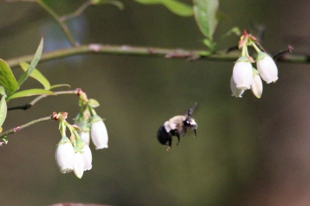 Blueberry Digger Bee from Kent County, DE, USA on April 18, 2021 at 05: ...