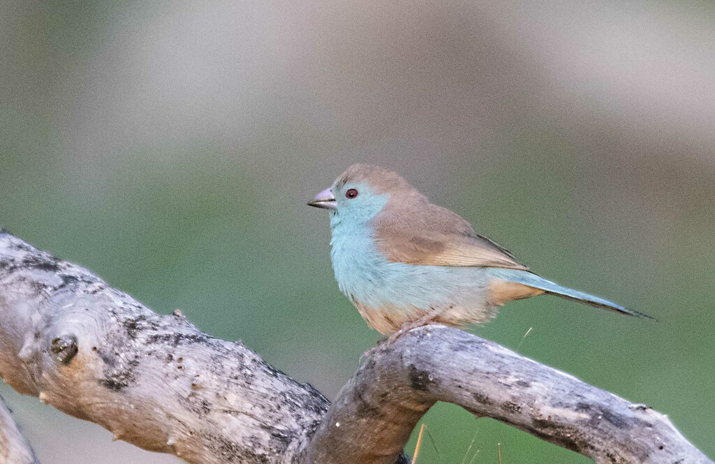 Southern Blue Waxbill from Ehlanzeni District Municipality, South ...