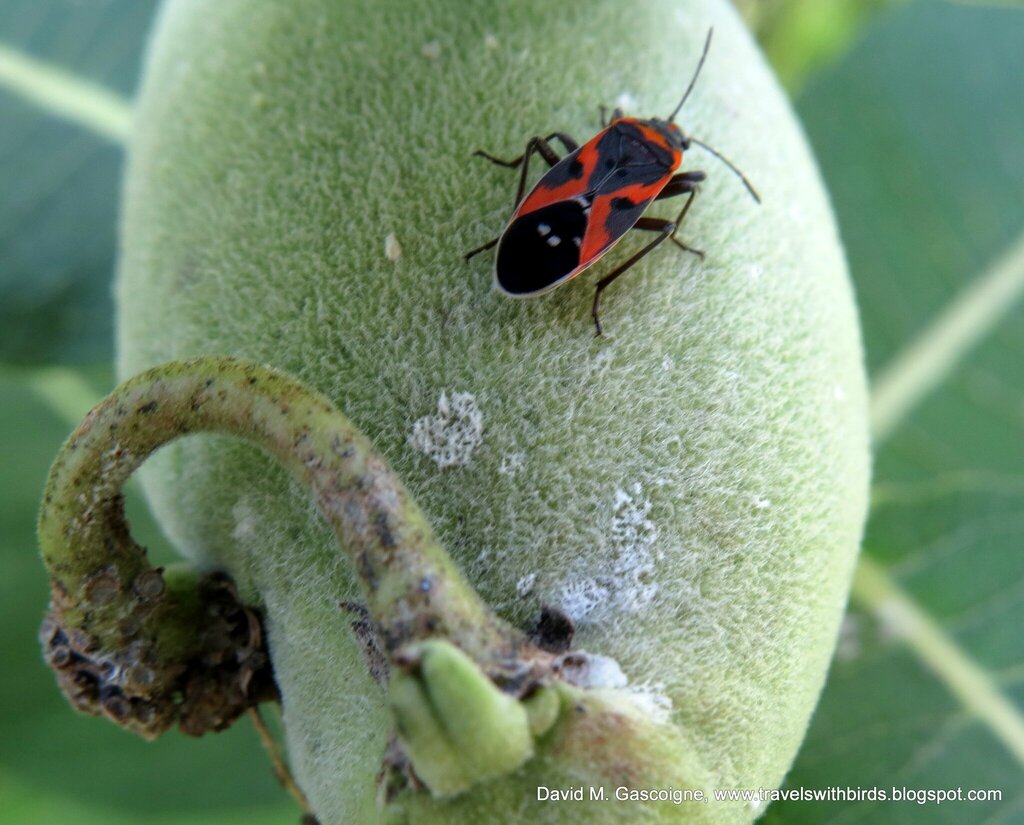 Small Milkweed Bug from Waterloo Regional Municipality, ON, Canada on ...