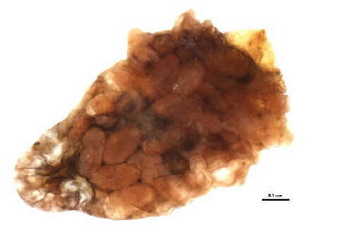 lesser snow scale (Hemiptera (bugs, aphids and hoppers) of the British ...