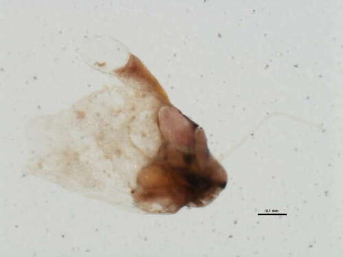 lesser snow scale (Hemiptera (bugs, aphids and hoppers) of the British ...