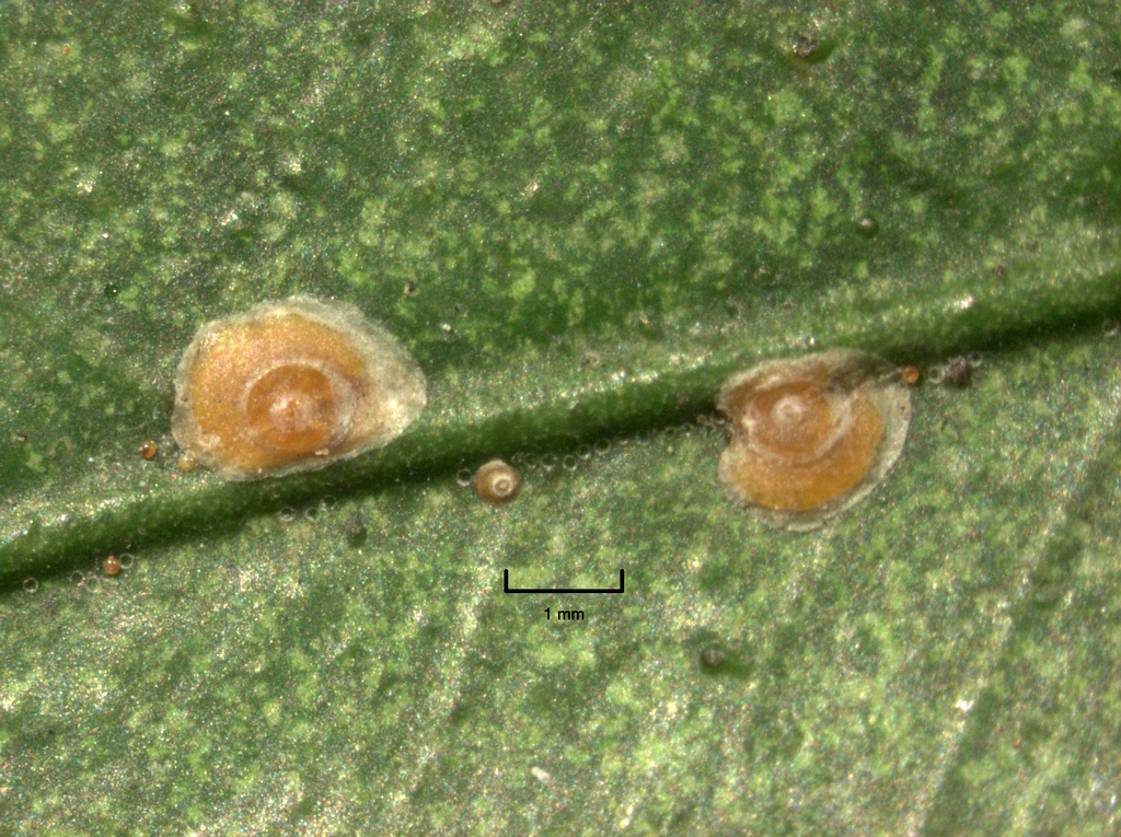 California red scale (Hemiptera (bugs, aphids, scale insects and ...
