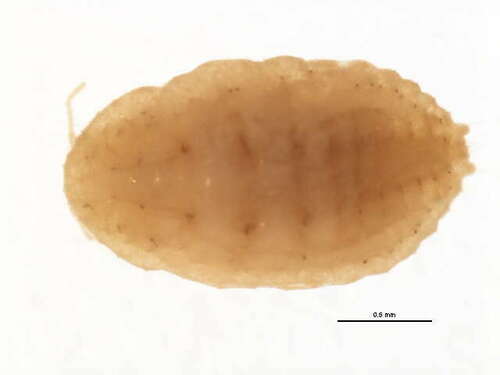 Planococcus minor (Hemiptera (bugs, aphids, scale insects and hoppers ...