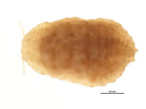 Planococcus minor (Hemiptera (bugs, aphids, scale insects and hoppers ...