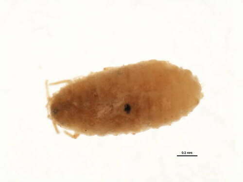 Planococcus minor (Hemiptera (bugs, aphids, scale insects and hoppers ...