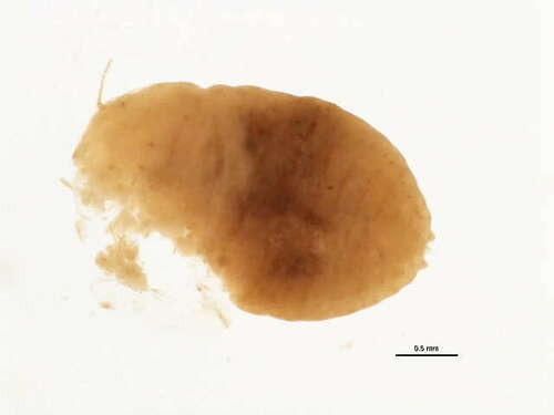 Planococcus minor (Hemiptera (bugs, aphids, scale insects and hoppers ...