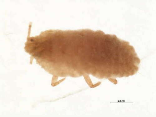 Planococcus minor (Hemiptera (bugs, aphids, scale insects and hoppers ...