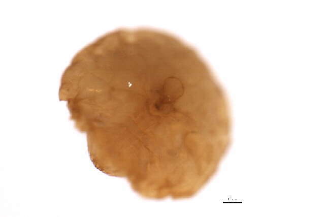 Florida red scale (Coccoidea (scale insects) of the British Indian ...