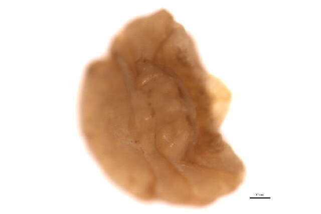 Florida red scale (Coccoidea (scale insects) of the British Indian ...