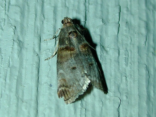 Orange-tufted Oneida Moth from Bedford Audubon Society, Katonah, NY ...