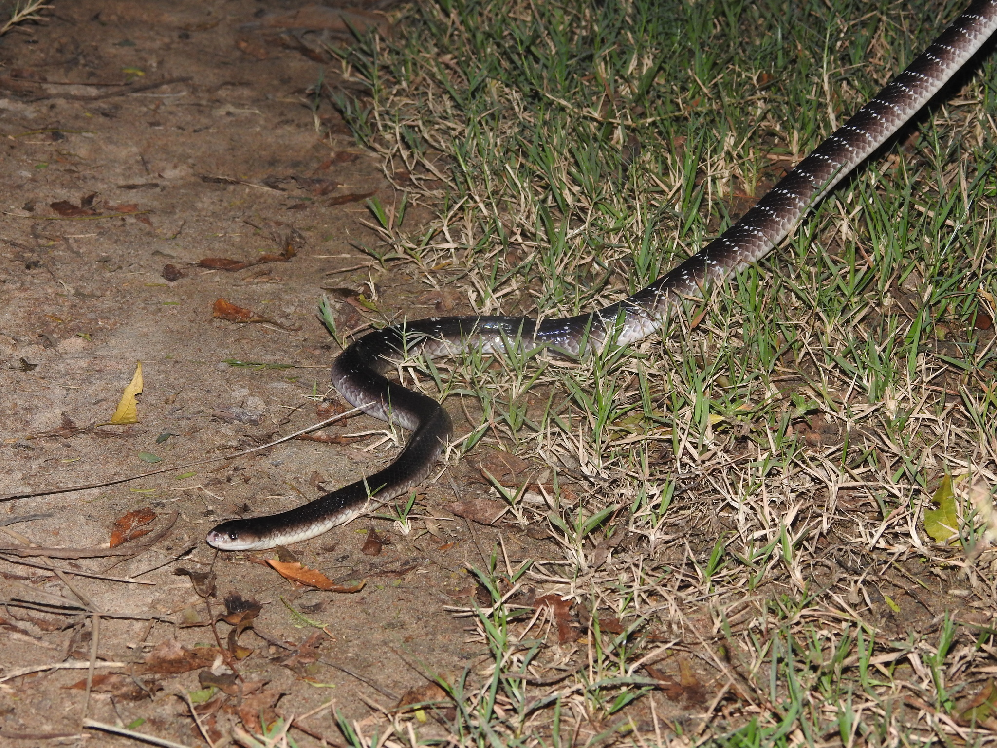 Bungarus caeruleus (Schneider, 1801)