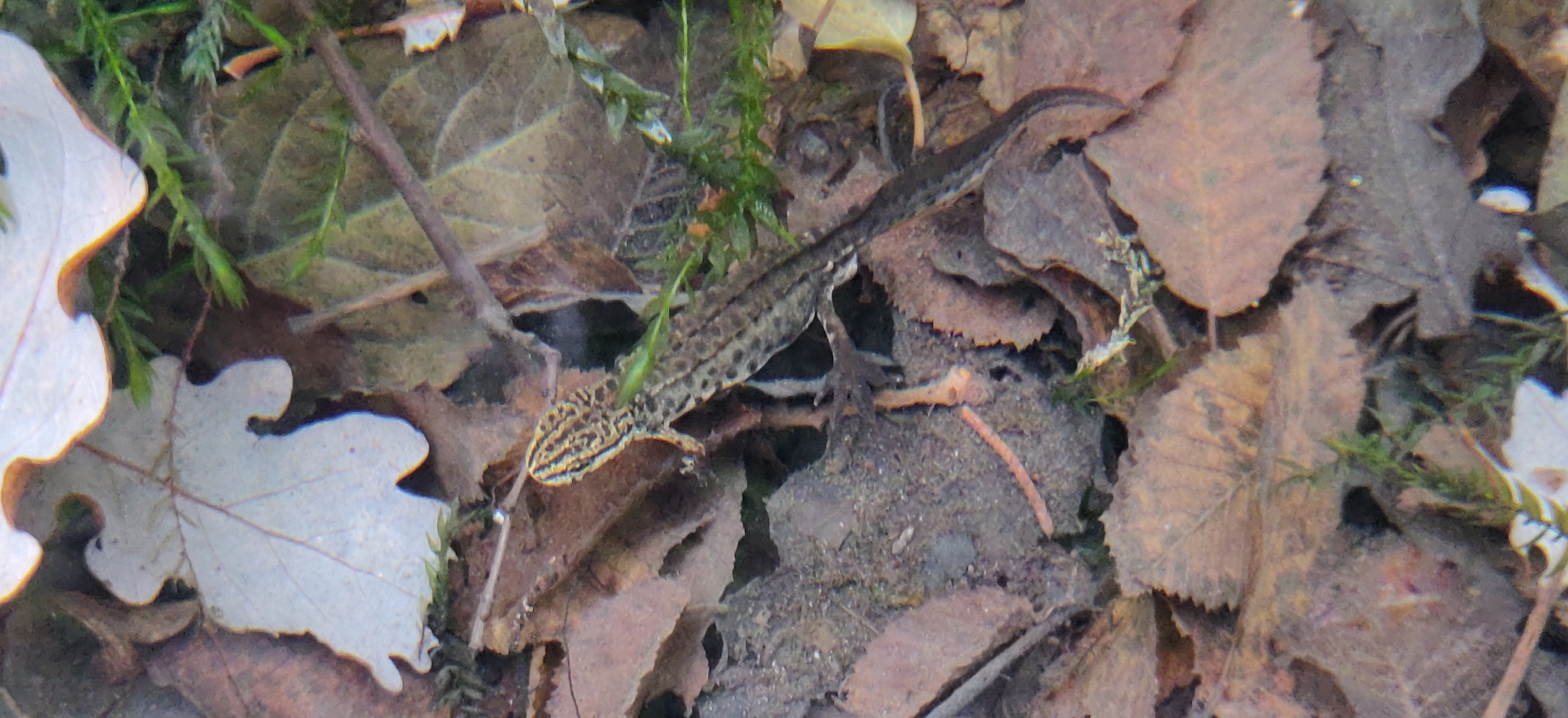 Lissotriton graecus (Wolterstorff, 1906)