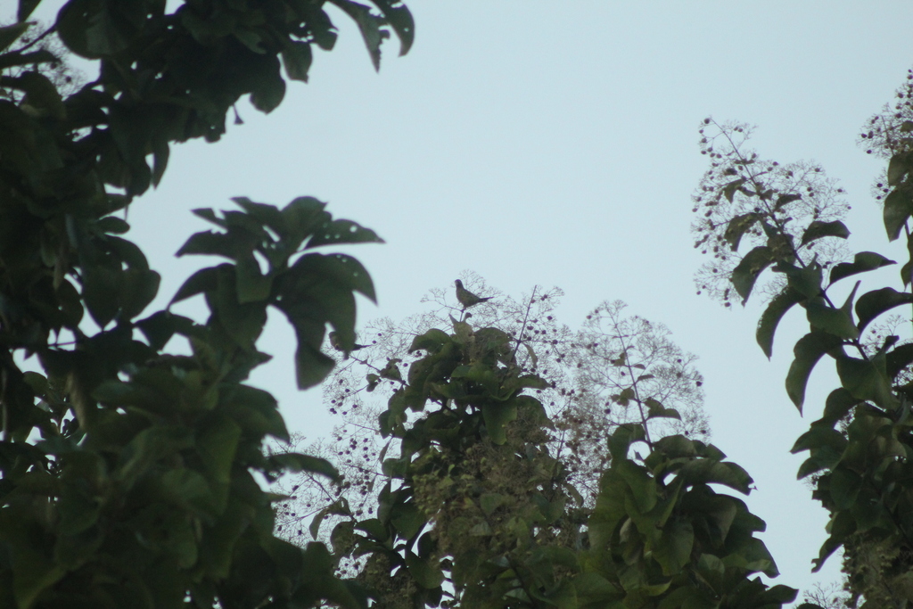 Olive-throated Parakeet in December 2022 by natural_pedro · iNaturalist