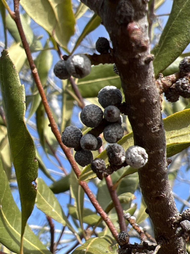 wax trees and shrubs (Myricaceae) - Botanical Realm