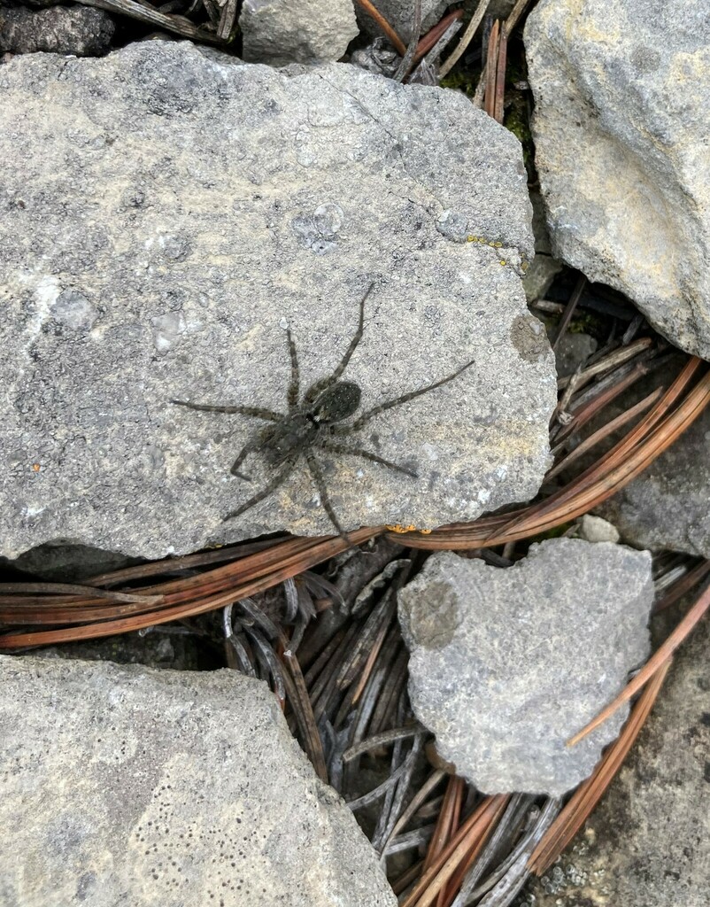 Thin-legged Wolf Spiders from Kananaskis, AB T0L, Canada on June 15 ...
