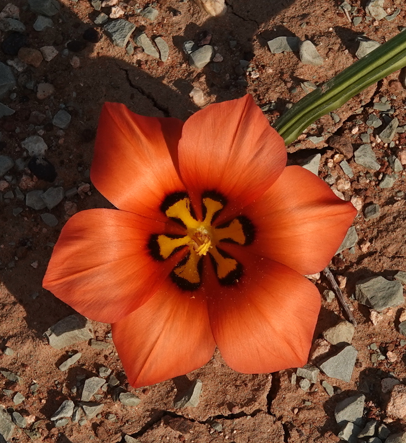 Romulea unifolia M.P.de Vos