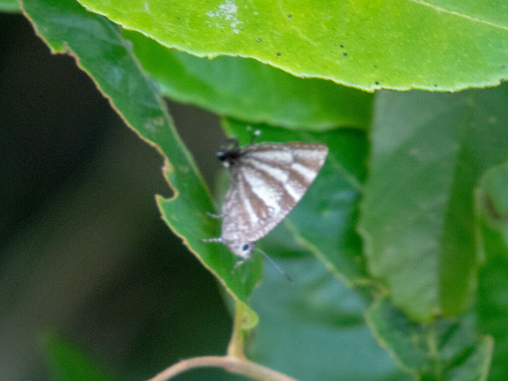 Brevianta celelata from Encosta da Serra, Osório - RS, 95520-000 ...