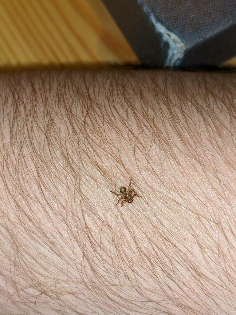 Louse Flies from Bludenz, Bludenz District, VLBG 6700, Austria on ...