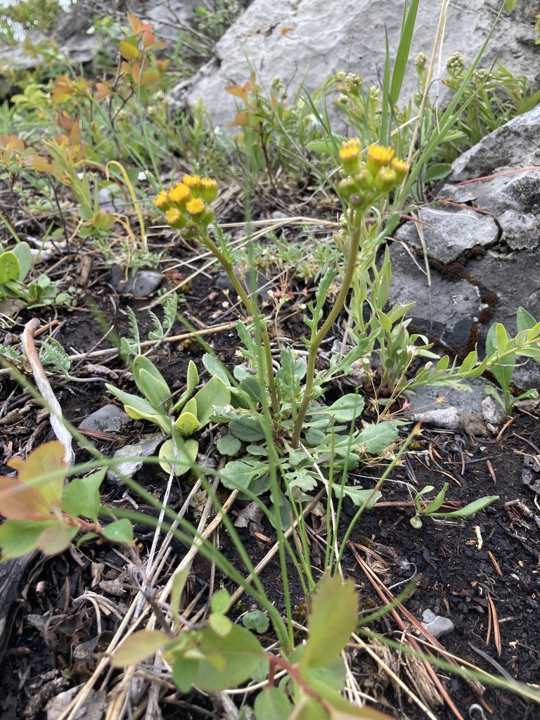 Rocky Mountain groundsel from Kananaskis, AB T0L, Canada on June 15 ...