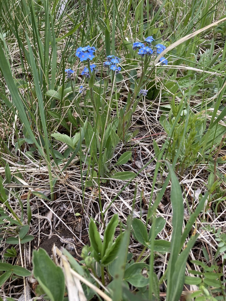 mountain forget-me-not from Kananaskis, AB T0L, Canada on June 15, 2022 ...