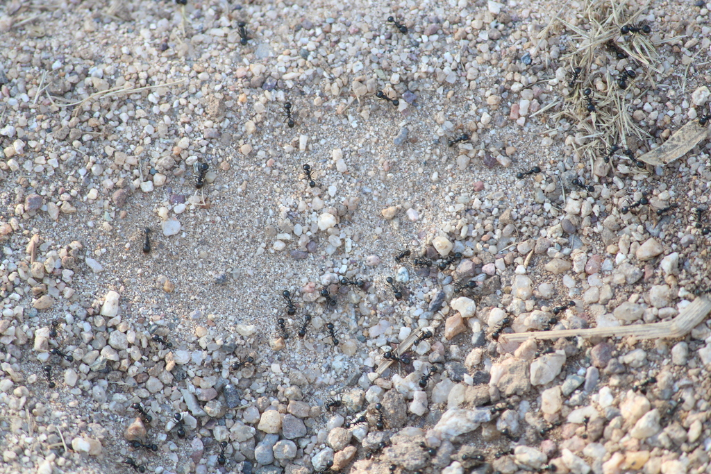 Veromessor pergandei from 84900 Ures, Son., México on October 21, 2022 ...