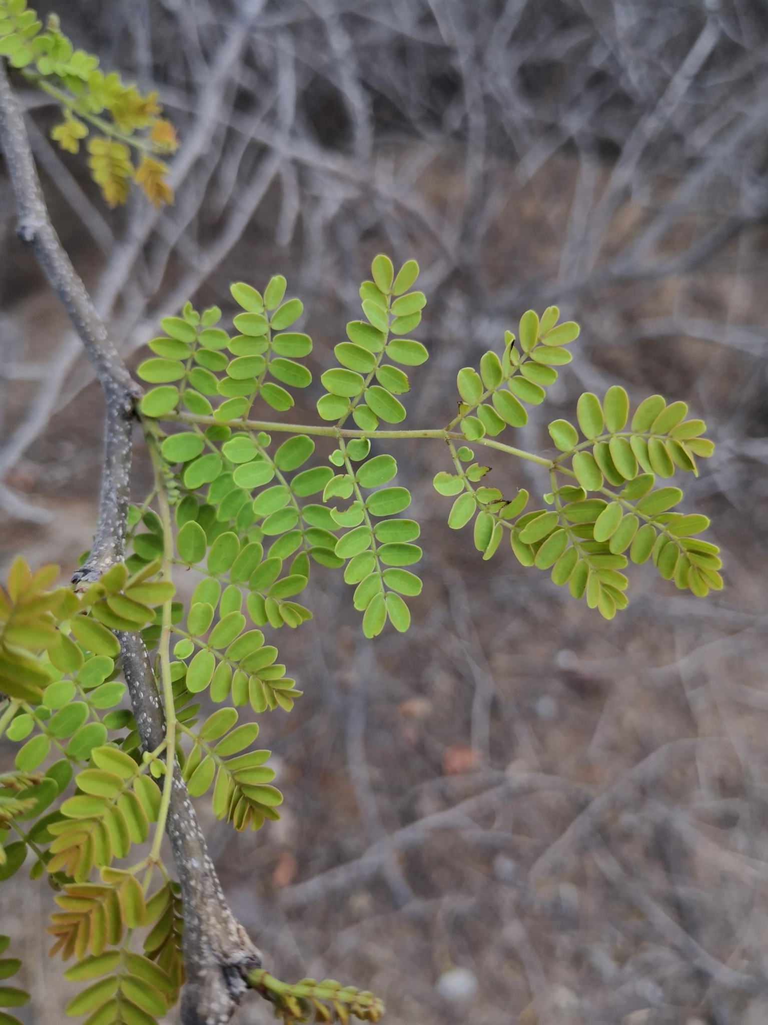 Libidibia glabrata (Kunth) C.Cast. & G.P.Lewis