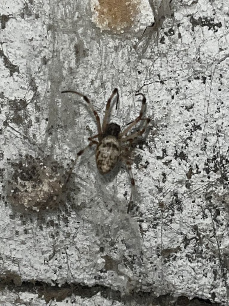 African Hermit Spider from São Fidélis, RJ, BR on December 24, 2022 at ...