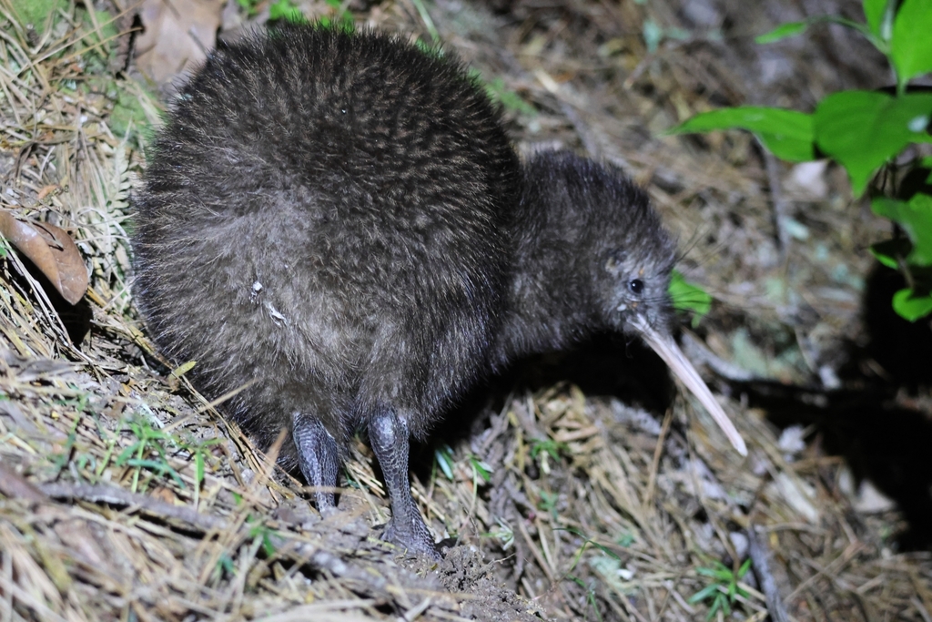 North Island Brown Kiwi from Pakaraka 0472, New Zealand on December 24 ...