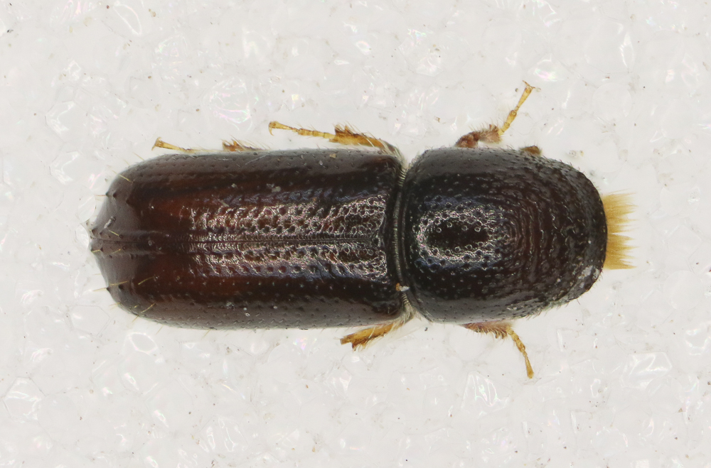 Pityophthorus pityographus (Ratzeburg, 1837)