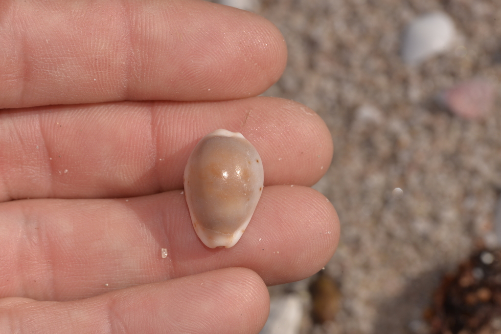graceful cowrie from Kalbarri WA 6536, Australia on July 18, 2022 at 10 ...